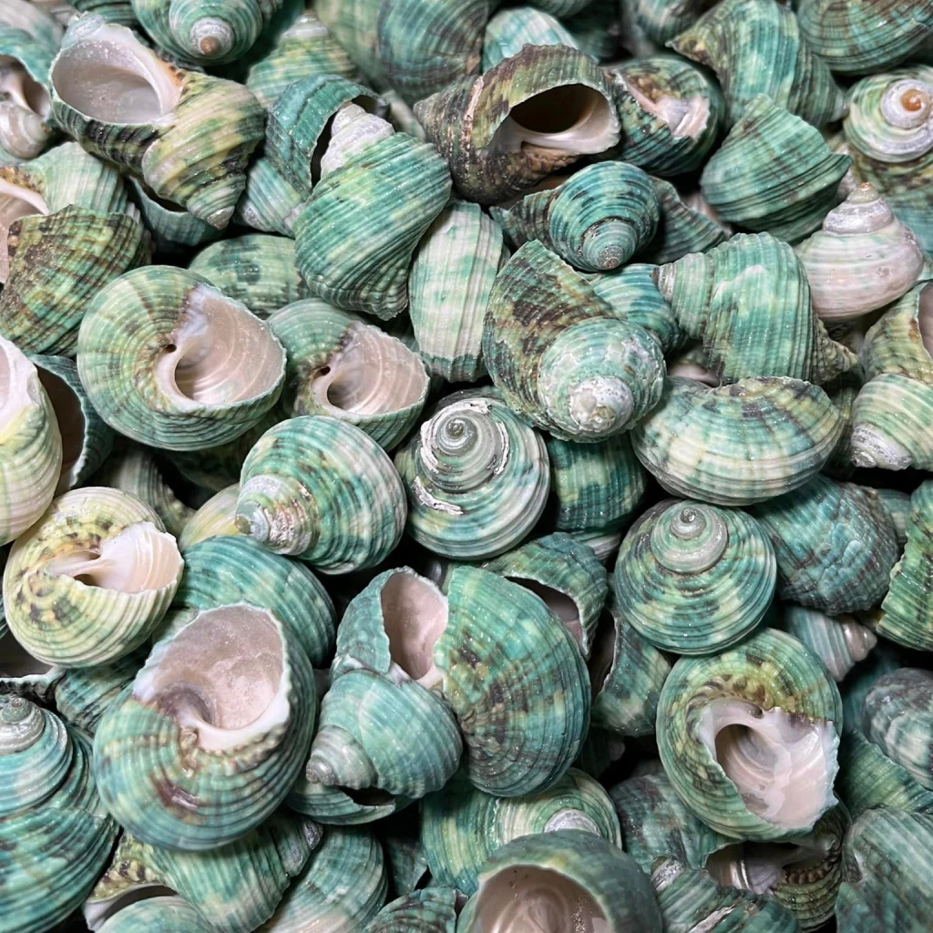 Seashells,Sea Snail Shells,Hermit Crab Shells Are Used For Jewelry ...