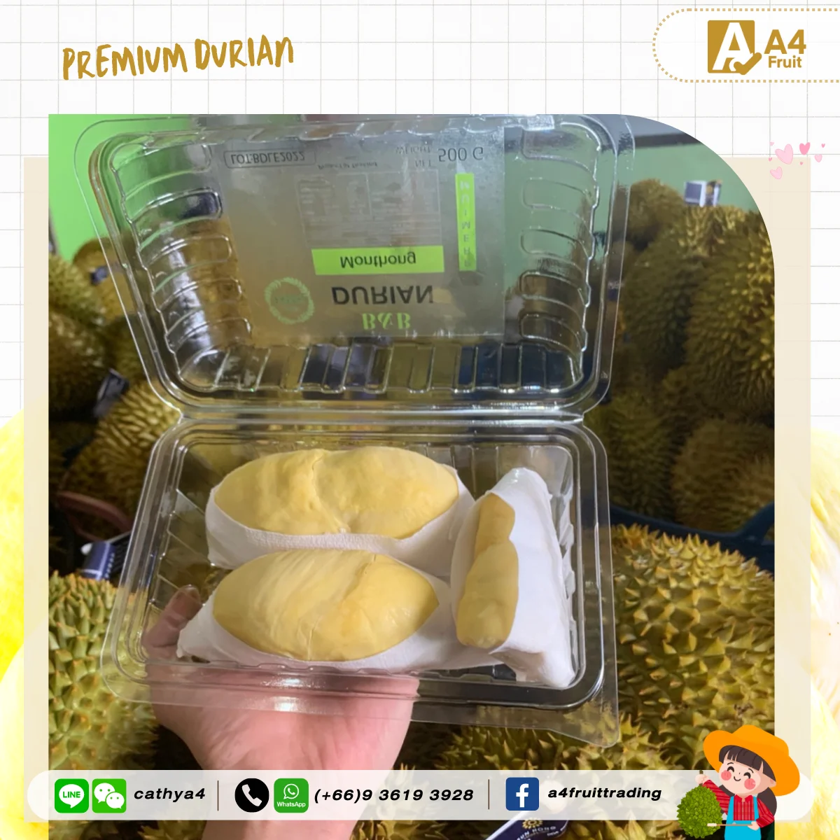 Fresh Durian Fruits For Sale Fresh Durian From Thailand Quality ...