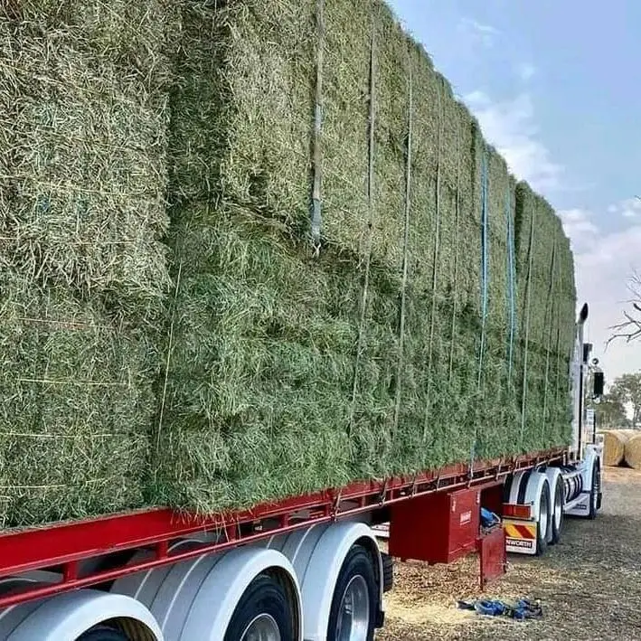 Alfalfa Hay Non-gmo / Alfalfa Hay Pellets Animal Feed - Buy Quality ...