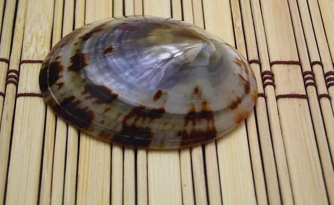 Natural Huge Murex Operculum Triton Ammonite Decoration -big Snail ...