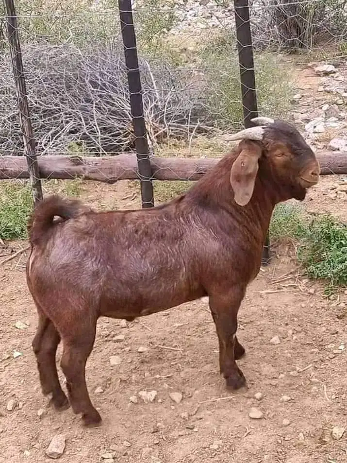 Saanen Goats For Sale, Alpine Goats For Sale, Wholesale Boer Goats For ...