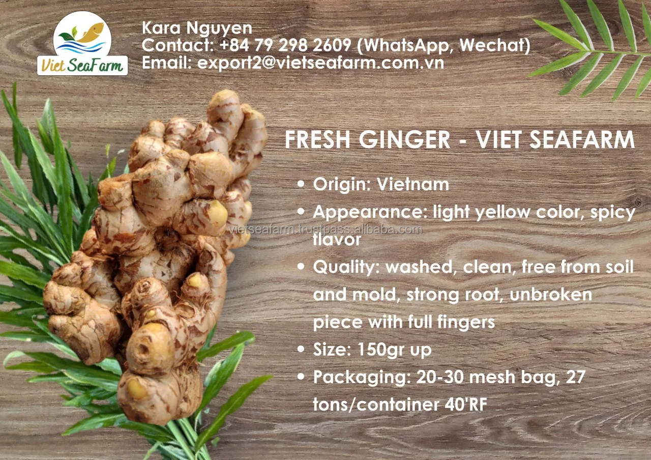 2023 Vietnam New Crop Best Selling - Fresh Elephant Ginger Root High ...