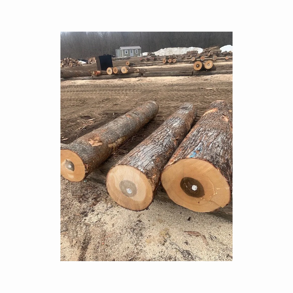 Timber Wood Logs Teak Wood Ipe Logs Etc/ Oak Wood Logs / Teak Wood ...
