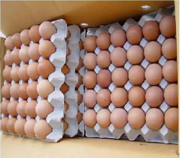 Broiler Hatching Eggs Cobb 500 and Ross 308 / Chicken Ross / Broiler ...