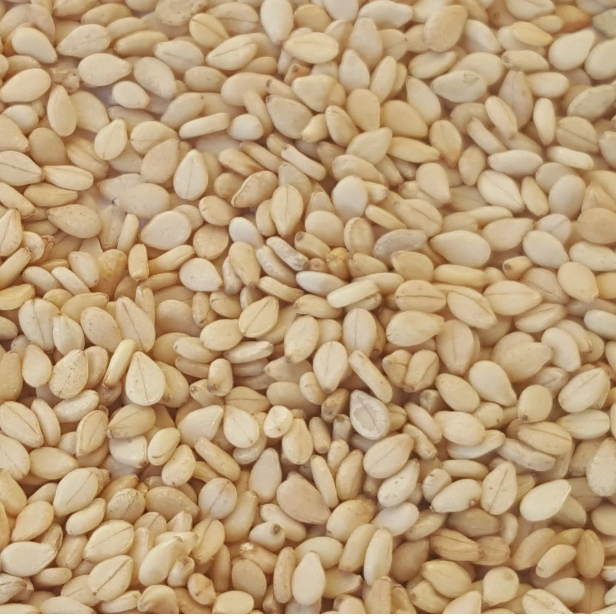 White Sesame Seeds Hulled,Organic & Conventional,New Season - Buy Best ...