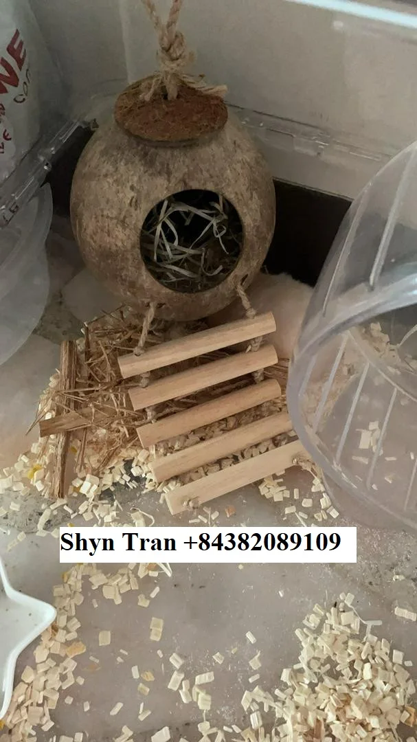 Coconut Shell Bird Nest House From Vietnam/ Natural Outside Hanging ...