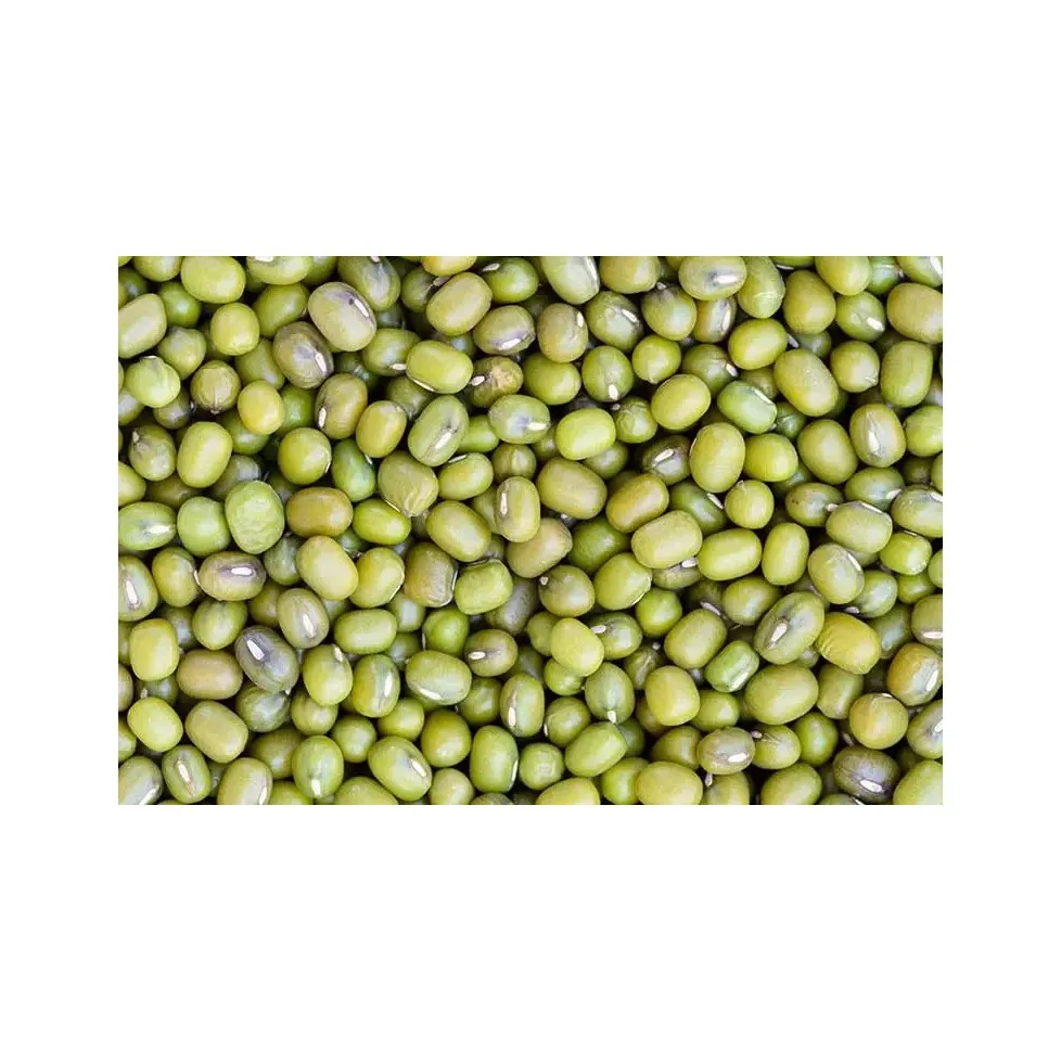 Dried Mung Bean/moong Dal Seed/sprouting Seeds Mung Bean Myanmar Origin ...
