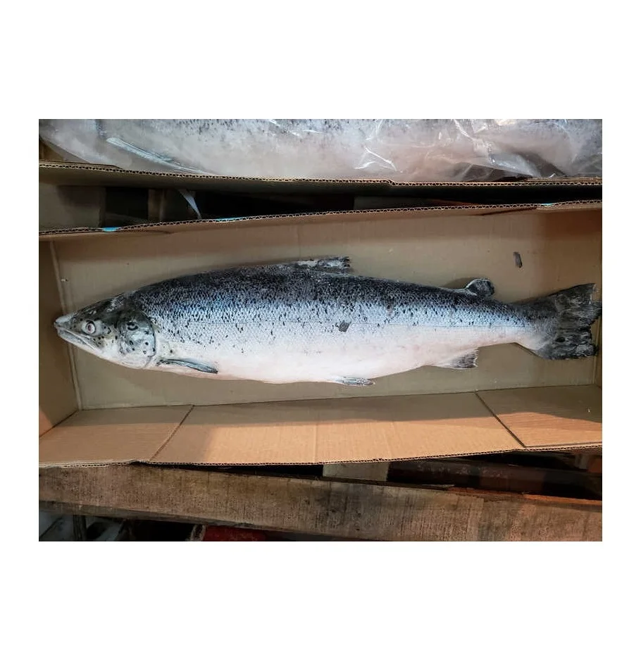 Salmon Fish Frozen Fillet Fresh And Frozen Atlantic Salmon Fish/whole ...