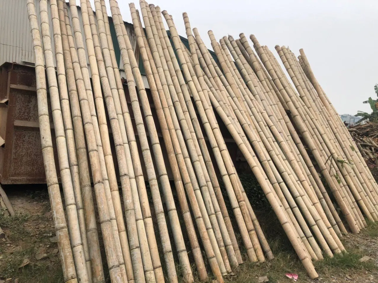 Customized Length Dried Bamboo Stakes From Vietnam Top Best Seller ...