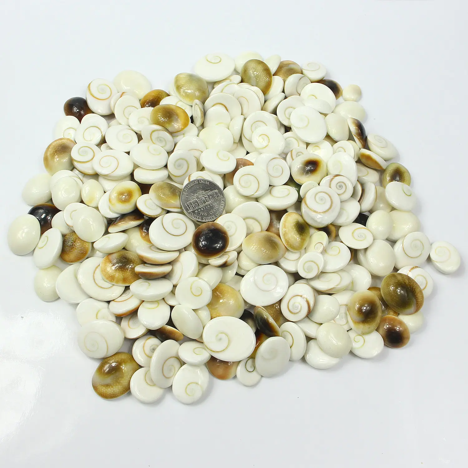 Decorative Shiva Eye Shell Gomti Chakra Pacific Ocean Cats Eye Shells