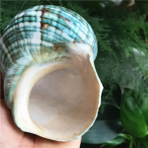 Big Size Hermit Crab Sea Shell - Green Mother of PEARL