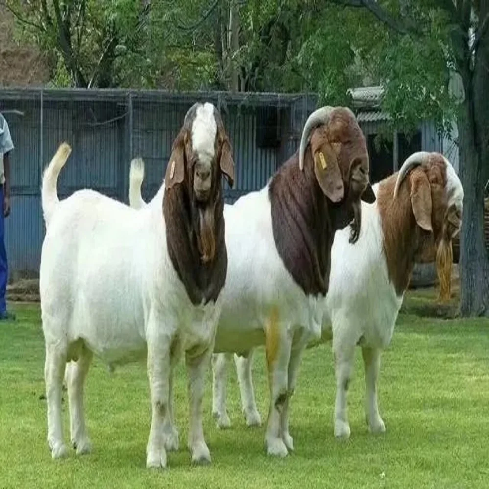 Buy Premium Quality Wholesale Boer Goat Online In Cheap Price - Buy Boer Goat,High Quality Live ...