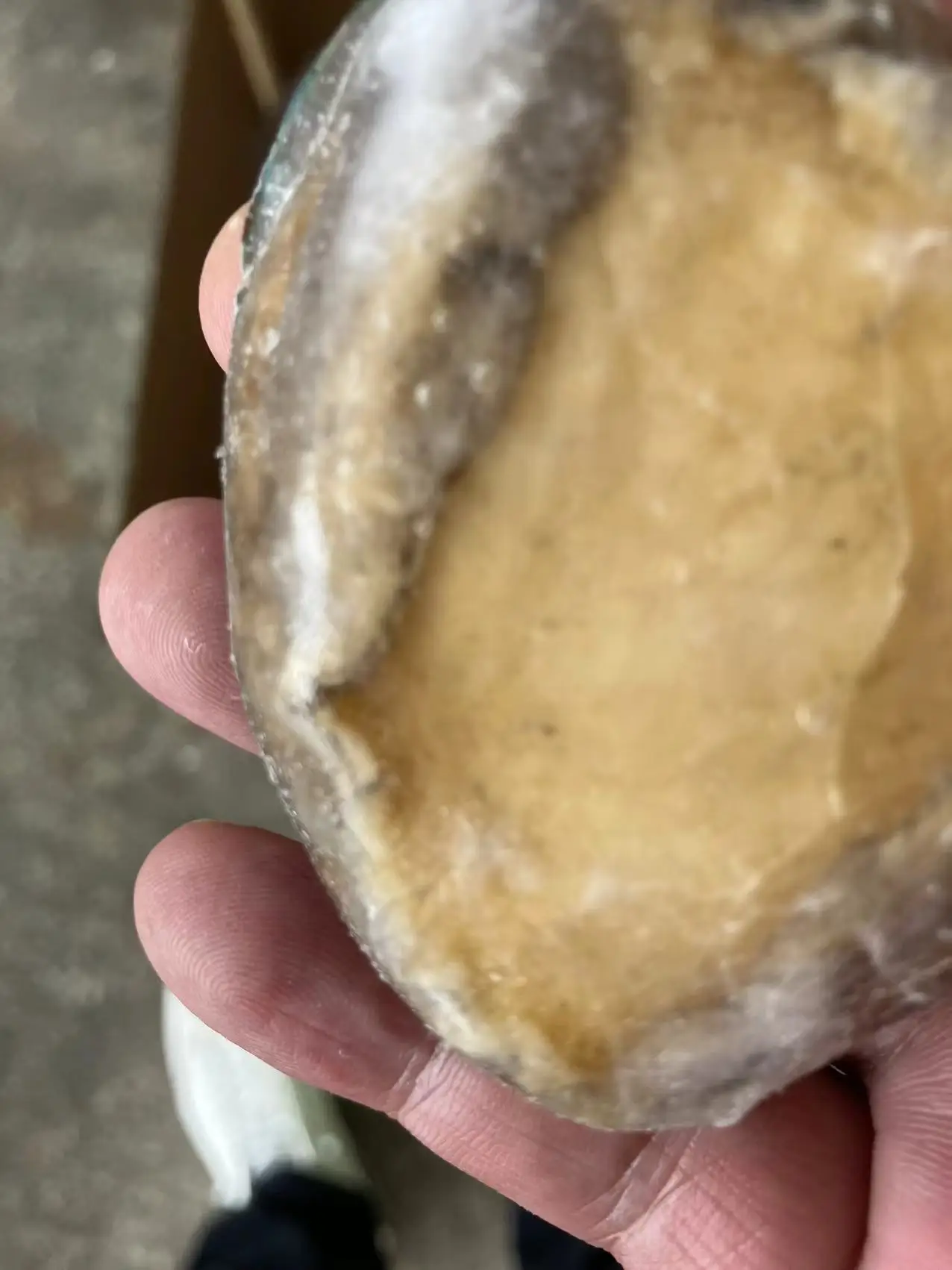 Competitive Frozen Abalone Shell-on IQF Boiled Abalone Meat Chinese ...