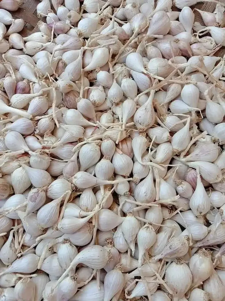 Fresh Natural White Garlic/ 2024 Harvest/ Top Quality Garlic/ Natural ...