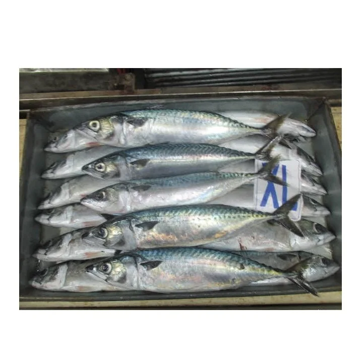 Premium Quality Frozen Mackerel Fish Fillet Norwegian