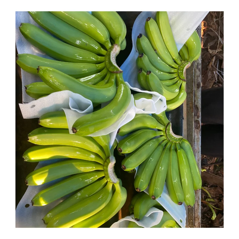 Fresh Green Banana Cavendish - Fresh Banana - Good Price Fresh Fruit ...