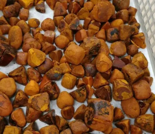Ox Gallstones,Cattle Gallstones,Cow Gallstones - Buy Caw Gallstone Beef ...