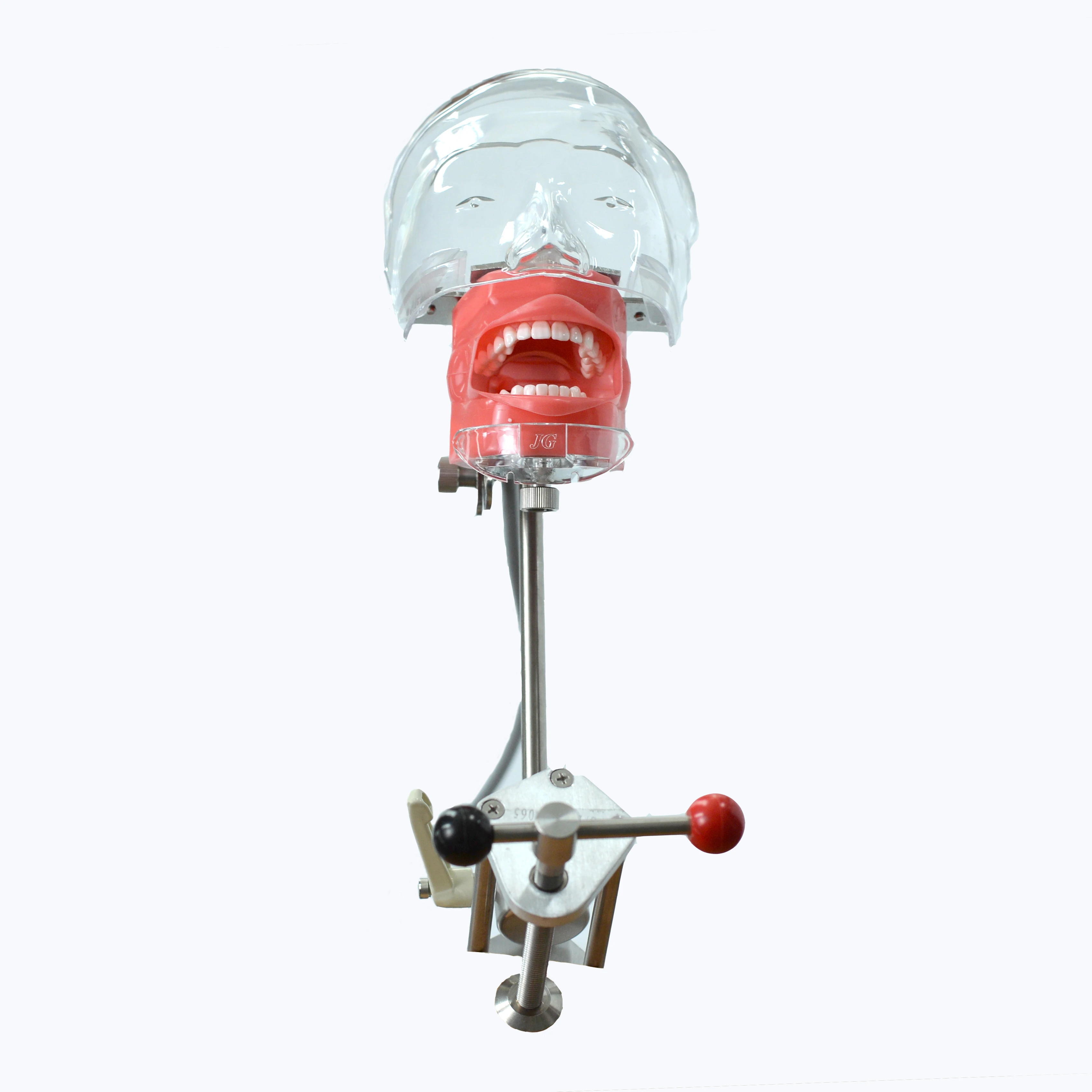 Phantom Head Simulator Dental Manikin Phantom Head For Training ...