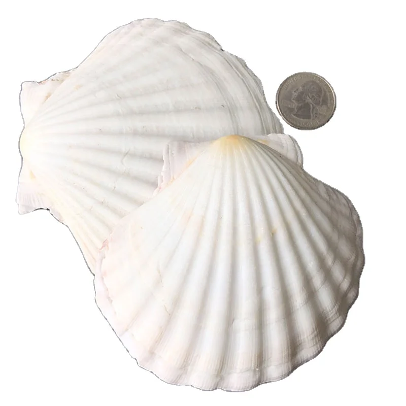 Hot Sale!!! Scallop Shells With Excellent Price High Quantity From ...