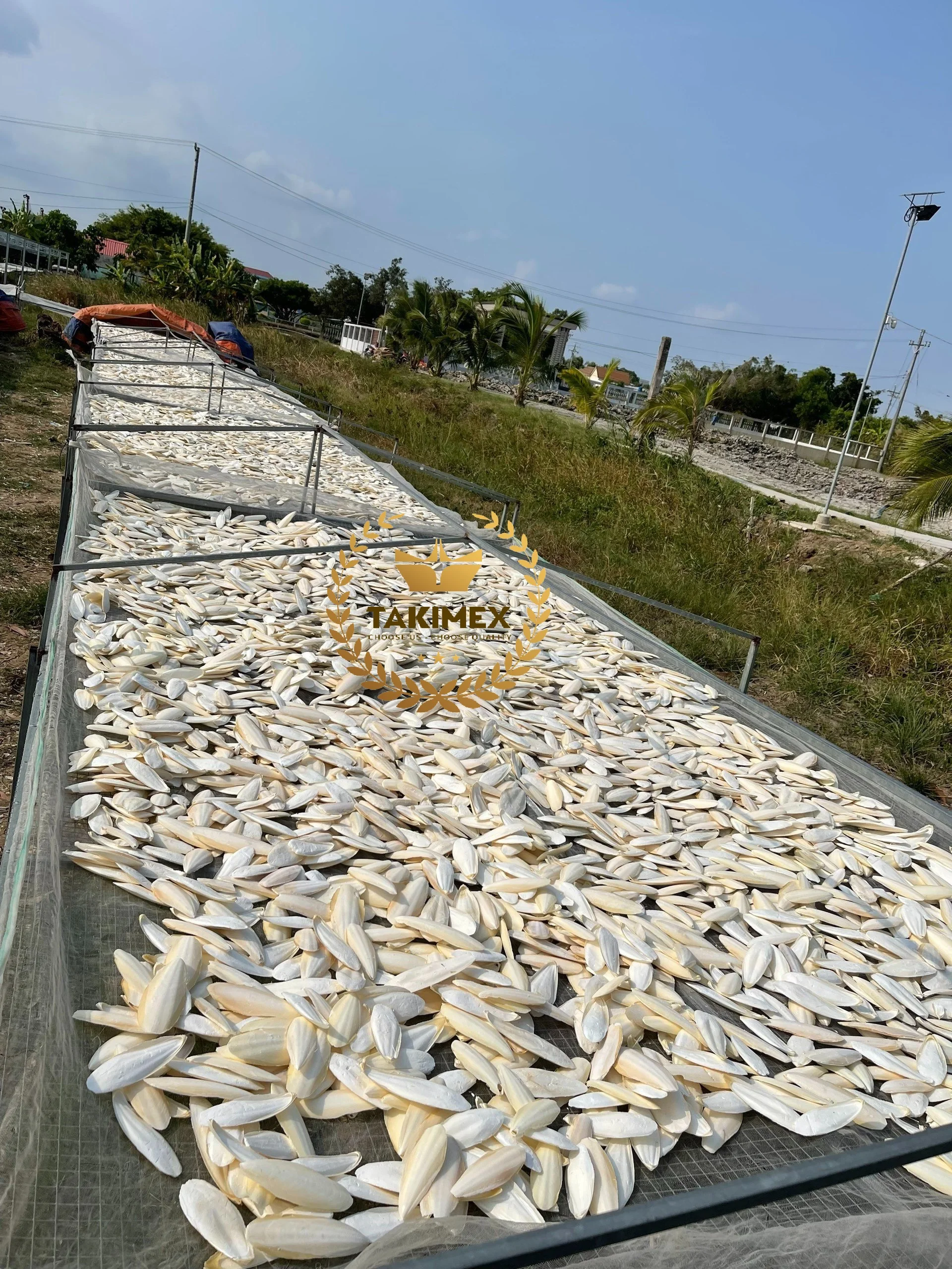 Extra Large Cuttlefish Bone For Birds And Reptiles Tortoise Food ...