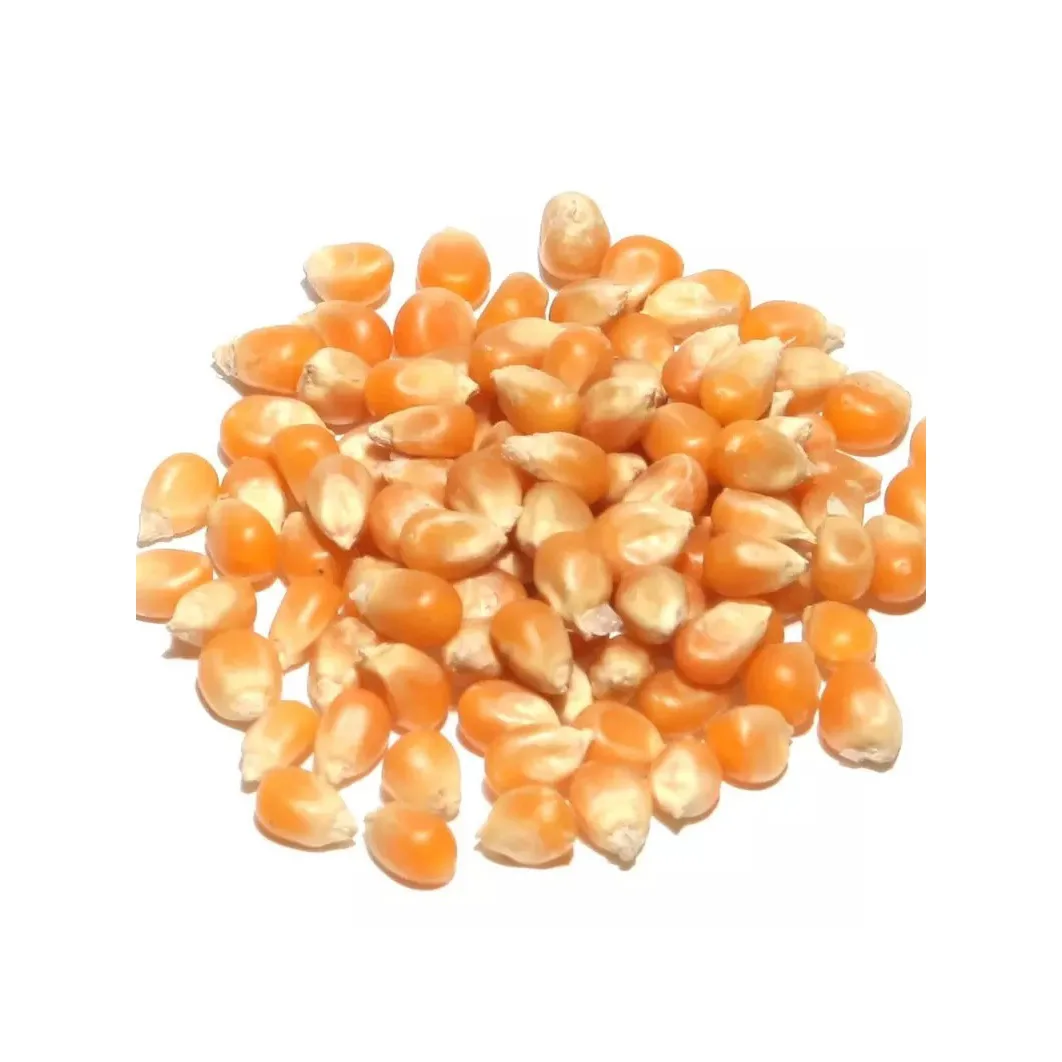 1Kg 500 Kg Popcorn Pop Corn Maize Raw Popping Kernels NON- GMO Kilo|100 ...