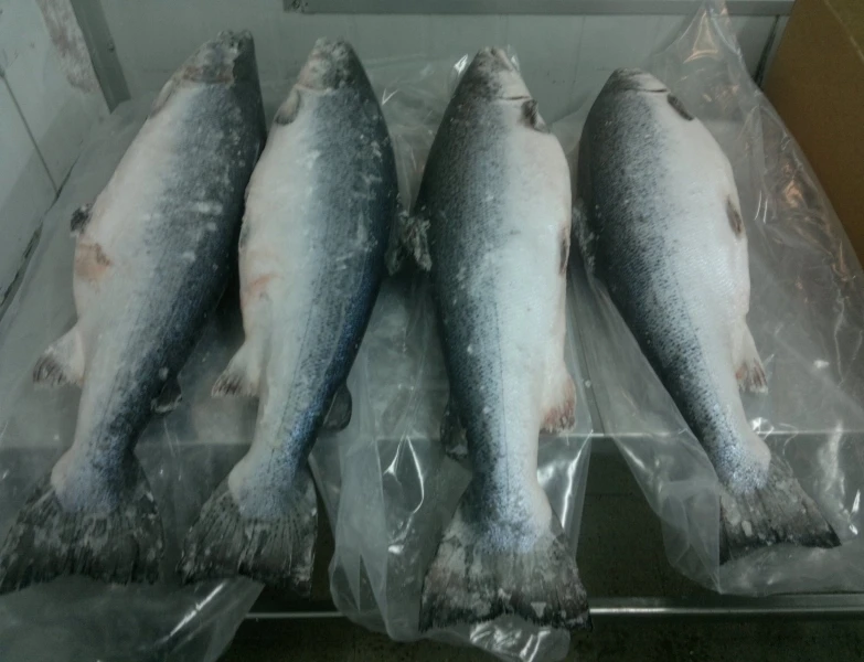 High Quality Frozen Seafood Frozen Atlantic Salmon Fish Available For ...
