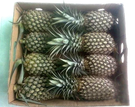 Accruit Fruit - Fresh Ananas Fruits for Juicing & Export