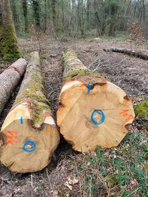 European White Oak Round Logs - Buy White Oak Logs Sale,Oak Wood Round ...