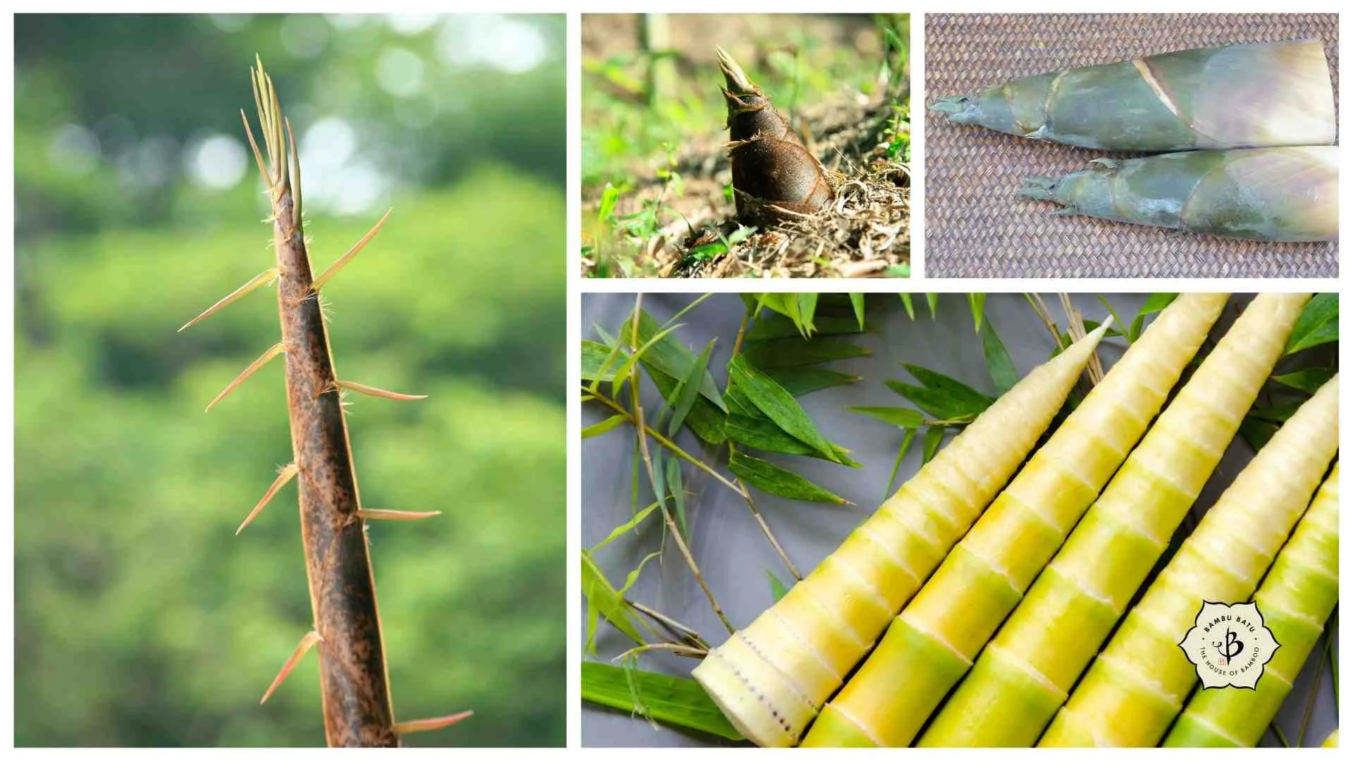 Bamboo Shoot Tips packaging 250gr/bag 500gr bag size LARGE 4-7pcs ...
