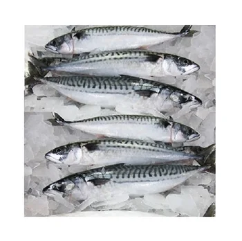Premium Quality Frozen Mackerel Fish Fillet Norwegian - Buy Online ...
