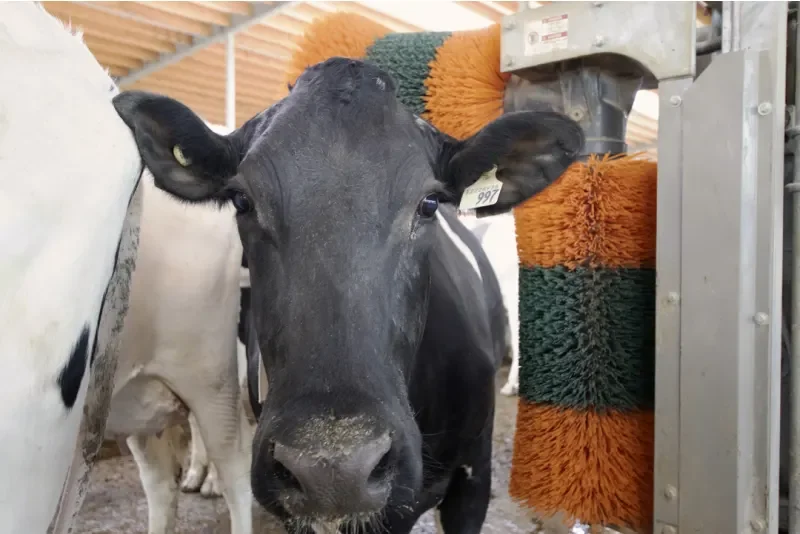 Pp Bristle Agriculture Farm Equipment Roller Cow Body Brush Double ...