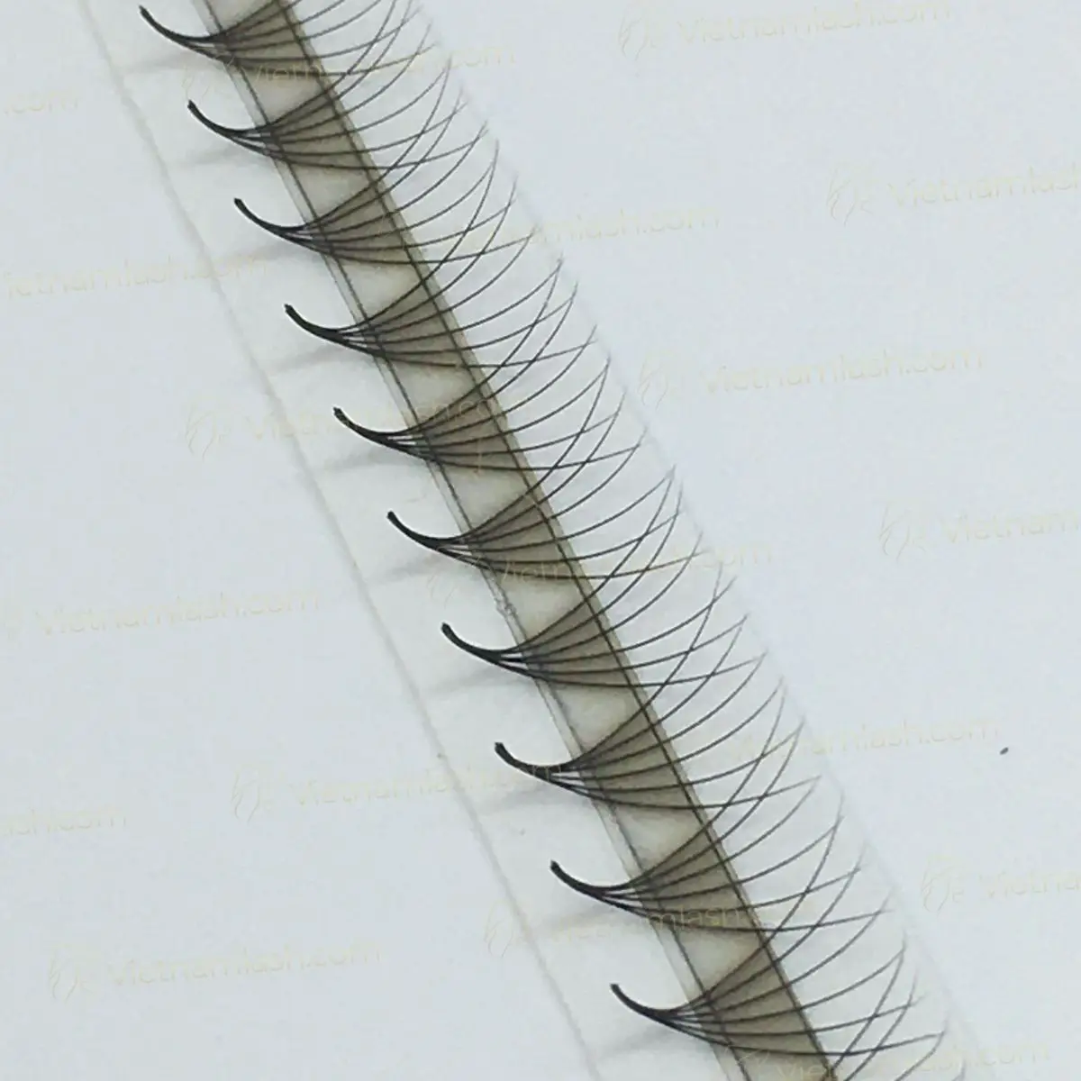 Eyelash Extension 2d Ultra Speed High Quality Pbt Promade 1000 Fans ...