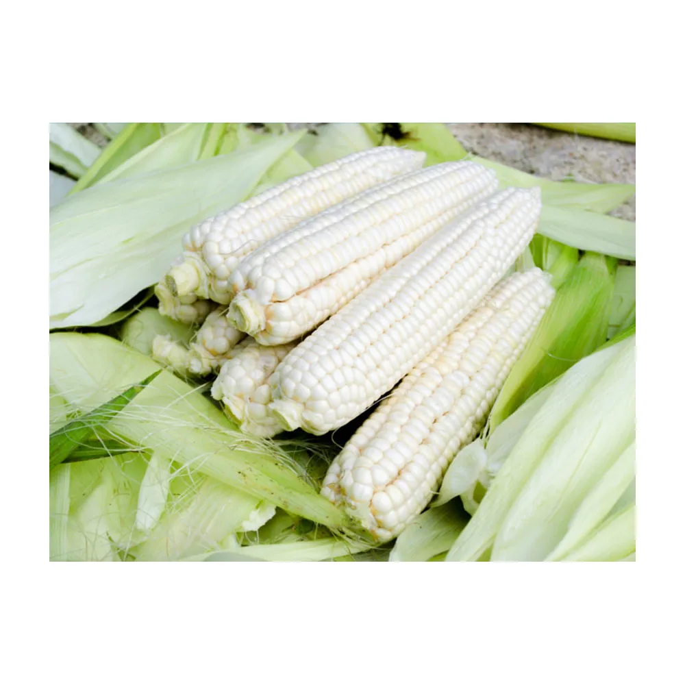 Grade 1 Non Gmo White And White Corn/maize - Buy White Maize Non Gmo ...