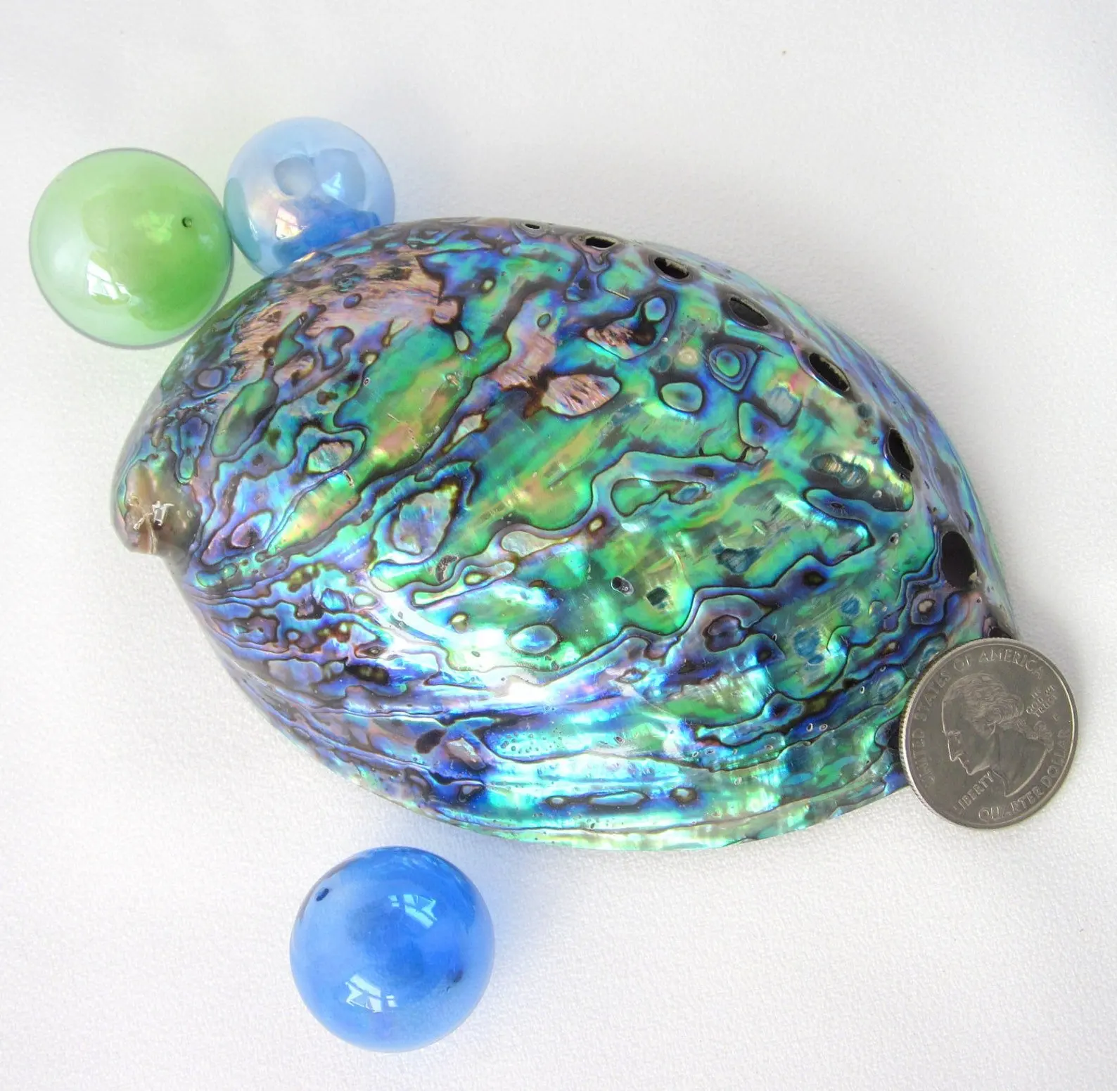Wholesale White Blue Green Paua Abalone Shells for Crafts
