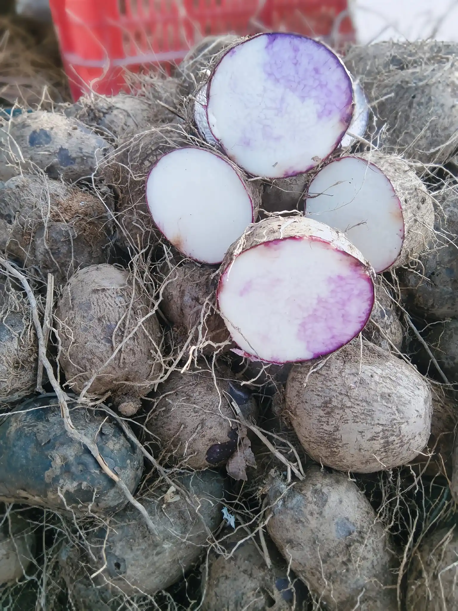 Frozen White Yam 450gram 500gram Iqf Frozen Purple Yam Dice Angle - Buy ...