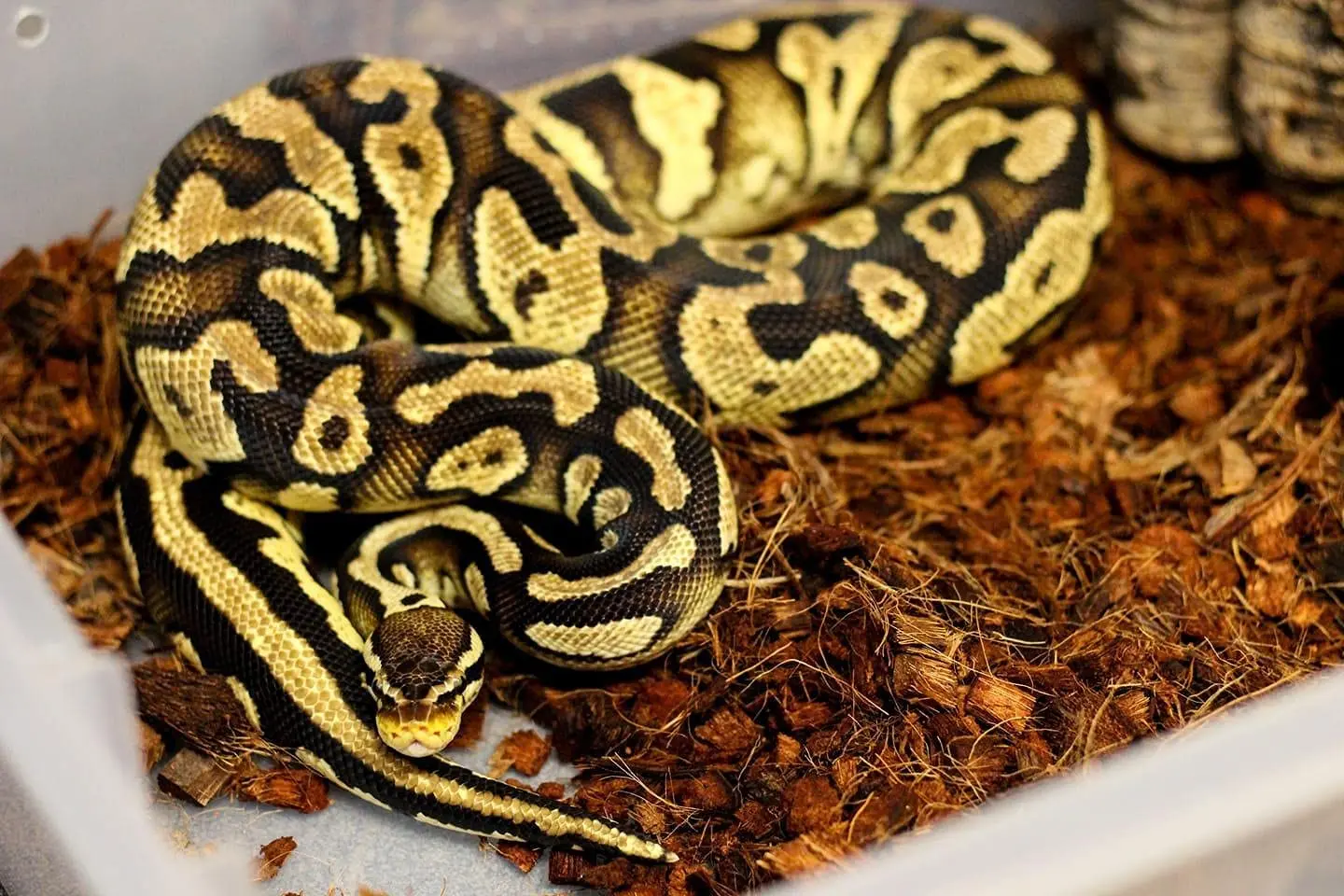 Coco Coir Coconut Husk Shell Coco Chip Chunk Reptile Bedding