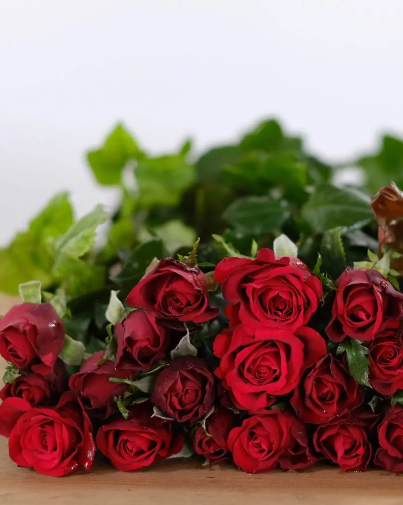 Fresh Cut Roses Fresh Cut Natural Roses +84947900124 - Buy Fresh Cut ...