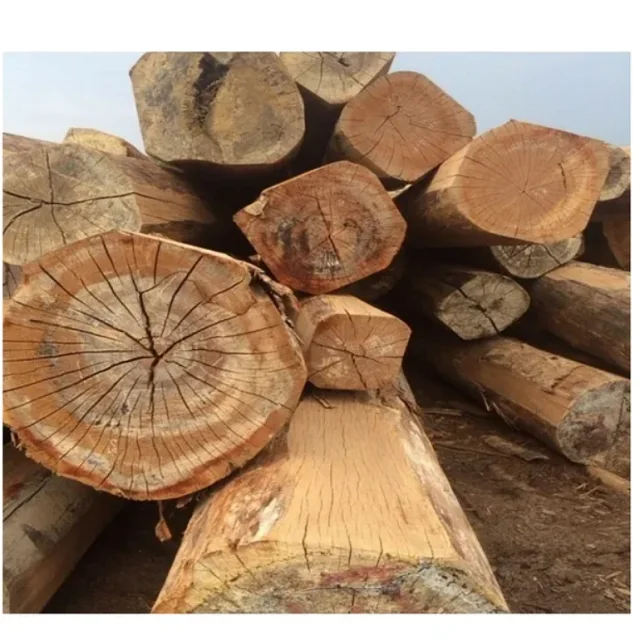 High Quality Red Oak Wood Logs For Making Furniture As Export Standard ...