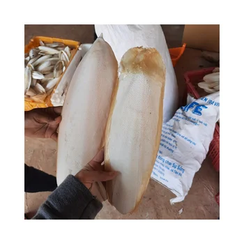 High Quality Dry Cuttlefish Bone Cuttlebone 100% Dried Washed Cuttle ...