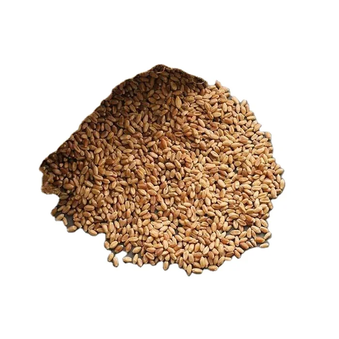 Alibaba.com: Premium quality wheat grain in bulk, wholesale nutrition ...
