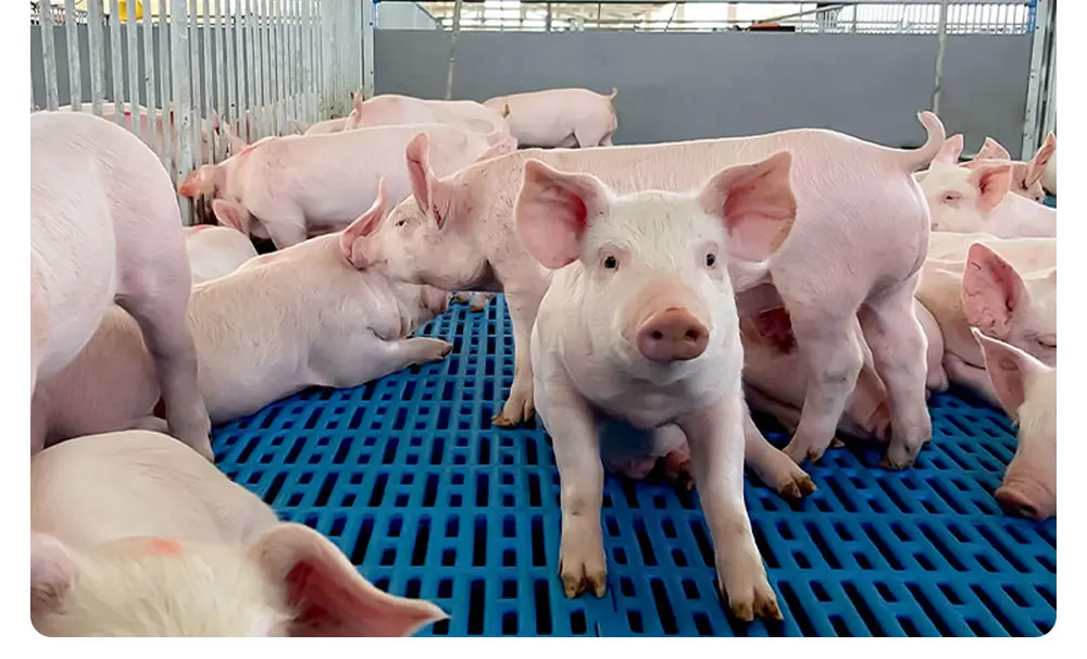 30 Years of Large Factory Direct Sales Pig Manure Leaking Plastic Floor ...