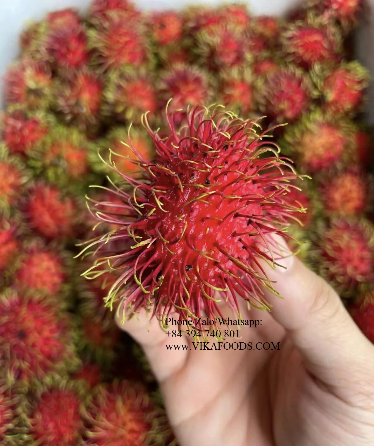 Wholesale Fresh Red Sweet Rambutan Viet Nam For Eaten Raw Or Cuisine ...
