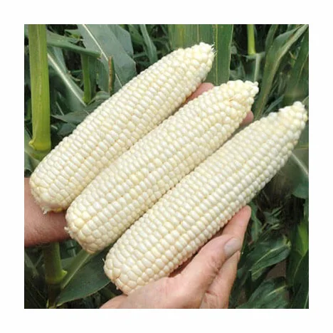 Yellow Corn & White Corn/maize For Human & Animal Feed - Buy Bulk Grain ...