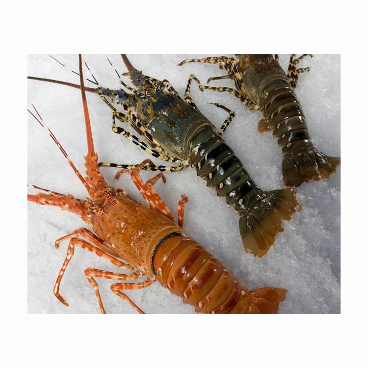 Affordable Frozen Whole Seafood Giant Red Lobsters Fresh - Buy Mie ...