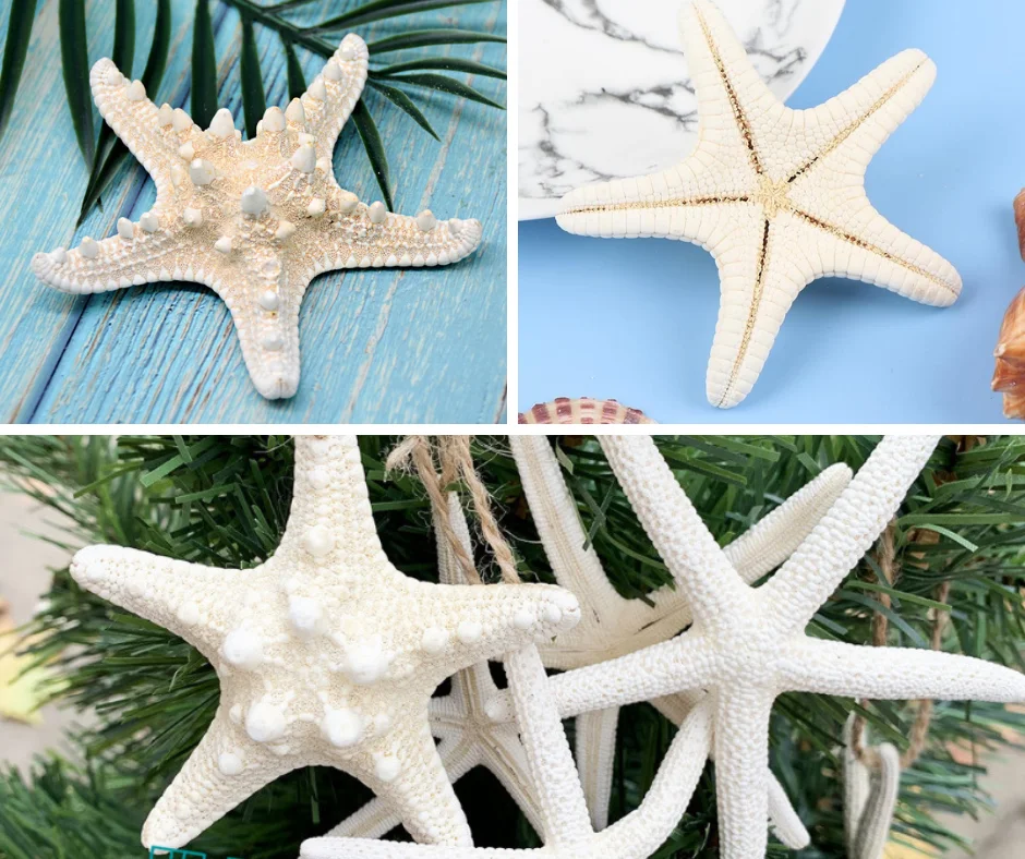 High Quality Mix Decorative Seashell Natural Decoration Shells - Buy ...