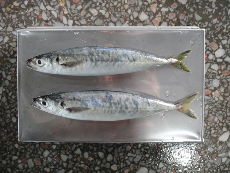 Land Frozen Pacific Mackerel Fish Sea Frozen Mackerel Fish - Buy Frozen ...