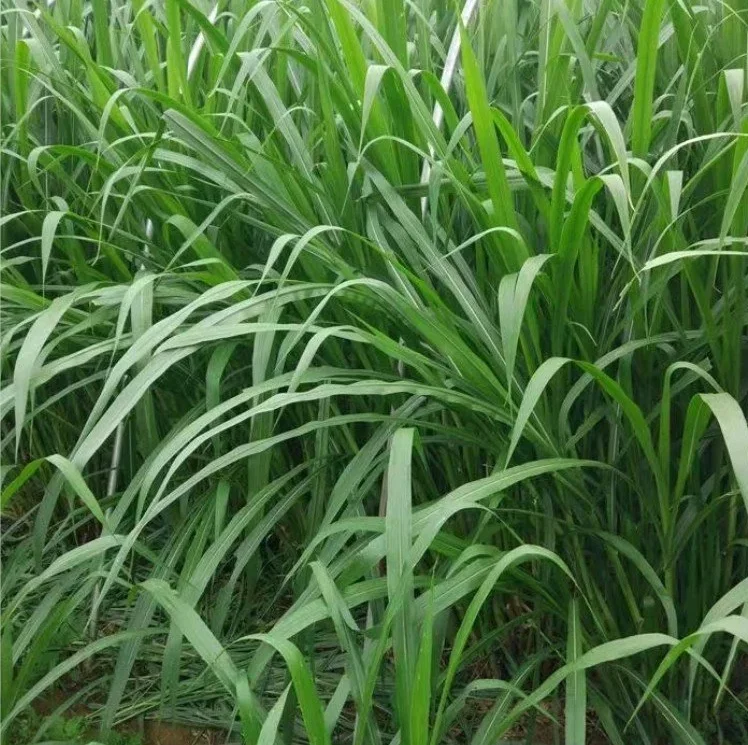 Alfalfa Chaff Cutter Juncao Seedlings Livestock Grass Seeds For Raising ...