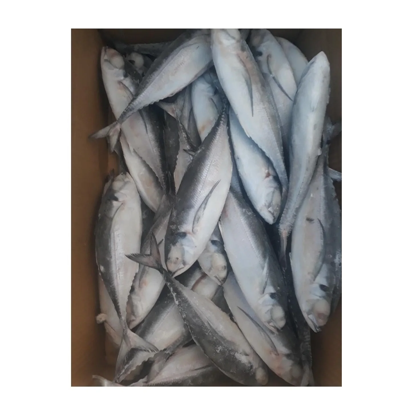High Quality Frozen Atlantic Mackerel Fish Wr Available For Sale At Low ...