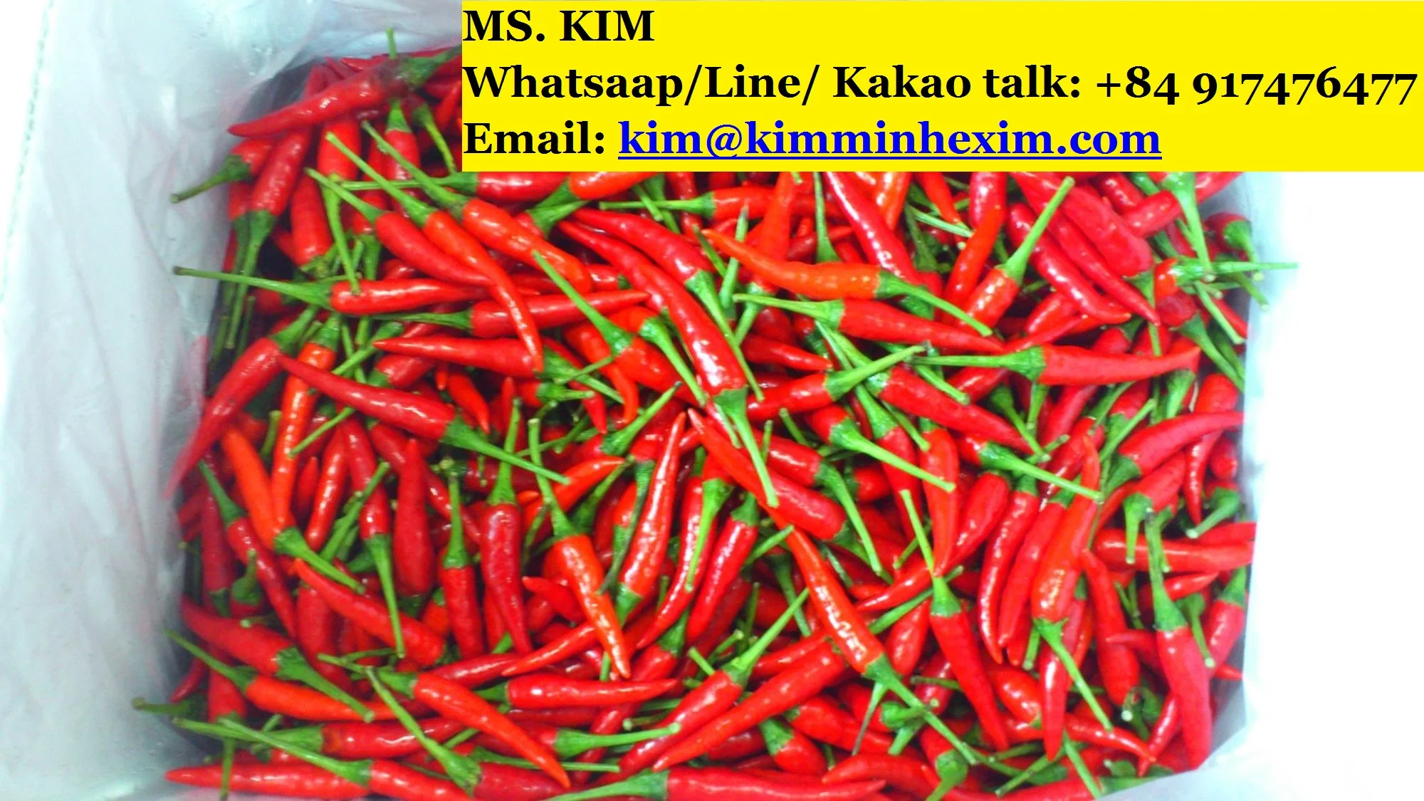 Fresh Red Chili/ Fresh Small Red Chili - Buy Fresh Red Chili,Dried Red ...