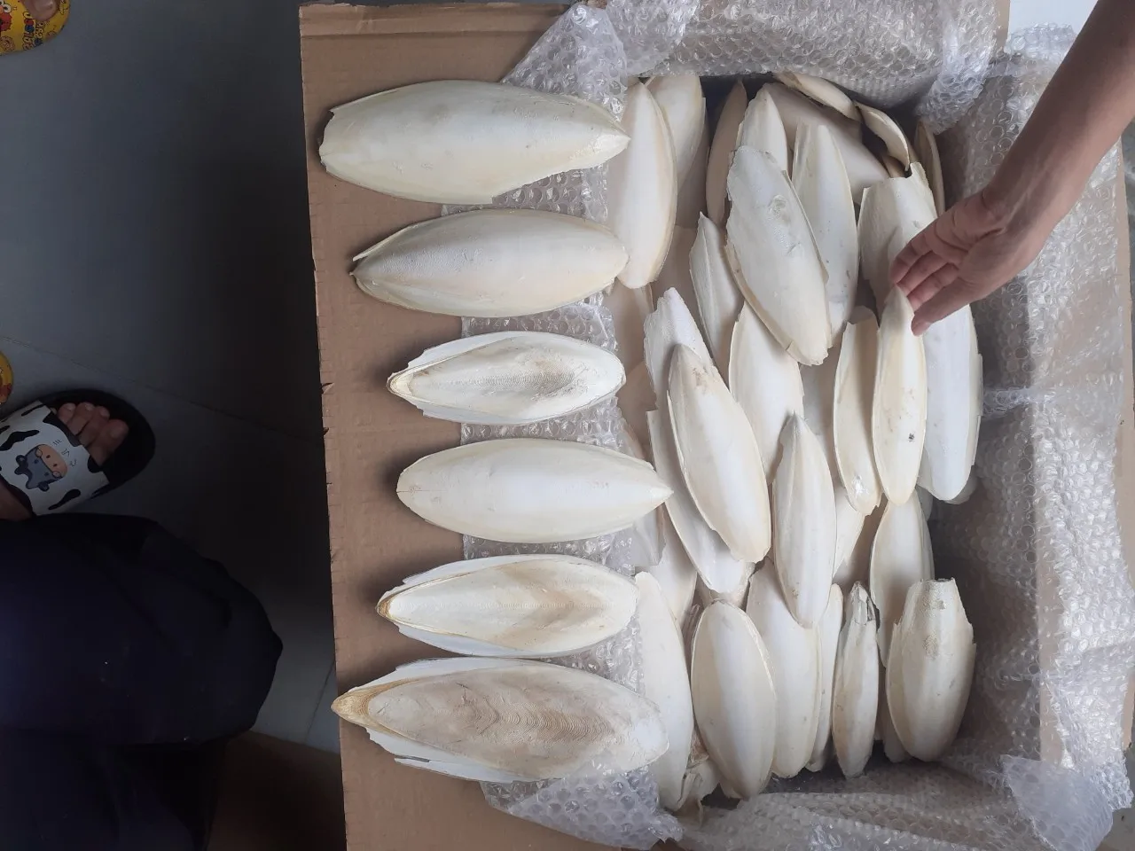 High Quality Dry Cuttlefish Bone - 100% DRIED & WASHED